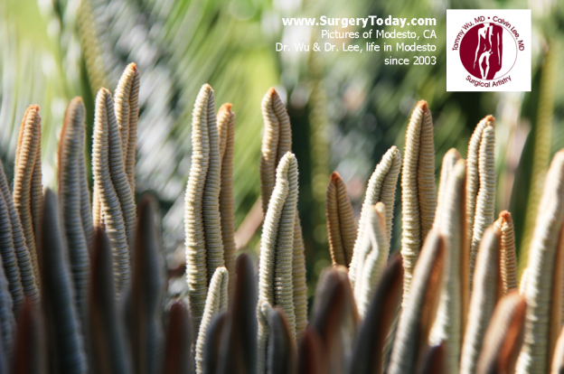 Microderm For Skin Is Like New Sago Palm Leaves | Continuing Medical ...